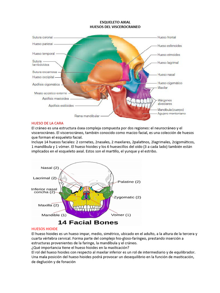 Huesos Del Viscerocraneo | PDF | Cráneo | Anatomía humana