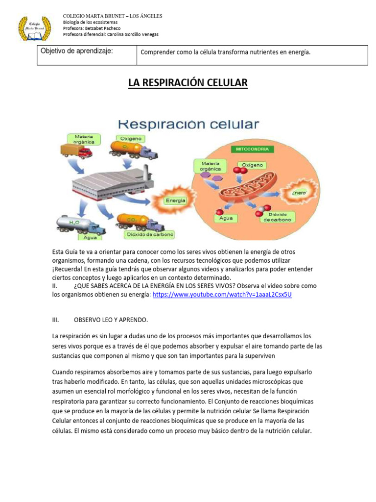 Guía Biologia de Los Ecosistemas Respiración Celular | PDF | Salud y ...
