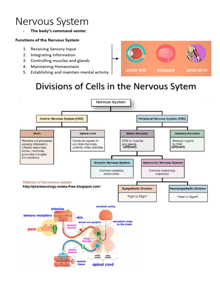 Overview of Nervous System Functions | PDF | Neuron | Central Nervous ...