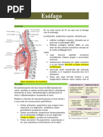Inervación e Irrigación del Esófago y Estómago | PDF | Estómago | Esófago