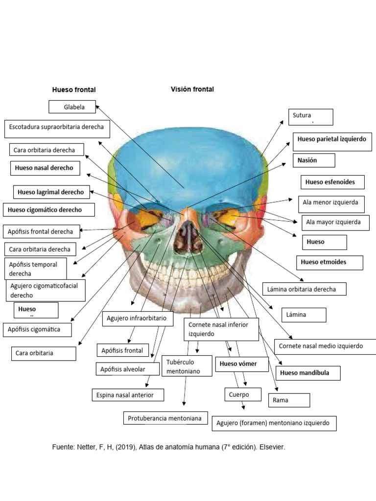 Visión Frontal Craneo | PDF | Cabeza y cuello humanos | Sistema esquelético