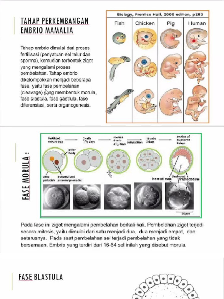 Embriogenesis Mamalia | PDF