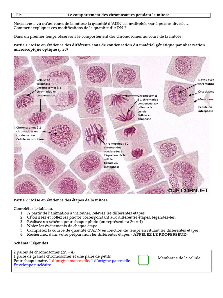 Genet TP1 Correction | PDF | Chromosome | Mitose