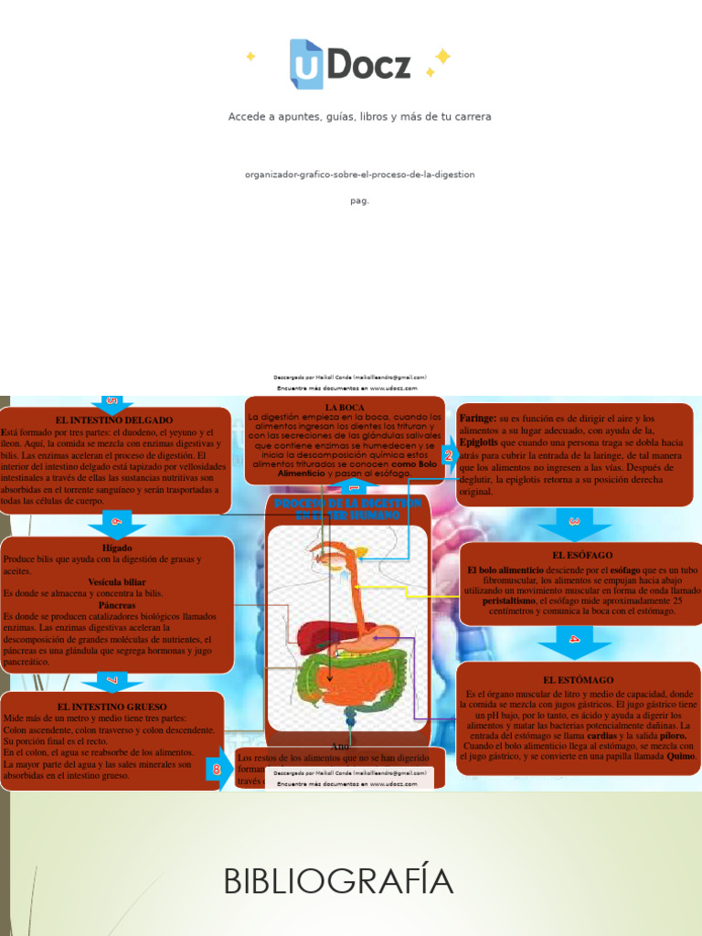 Organizador Grafico Sobre El Proceso de La Digestion 176728 Downloadable 3406217 | PDF ...