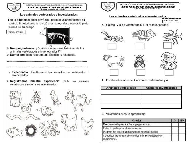 Hoja De Trabajo Sobre Vertebrados Animales Invertebrados Y Vertebrados