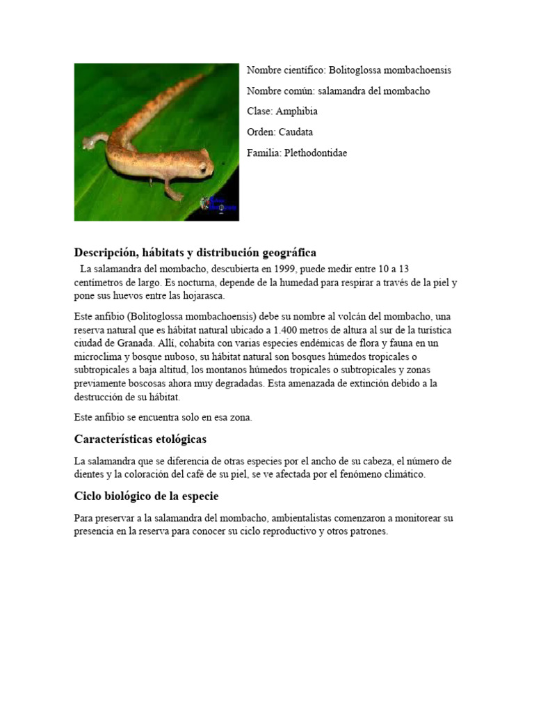 Salamandra Del Mombacho | PDF