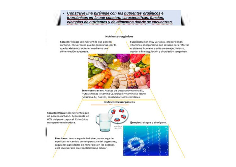pirámide nutrientes orgánicos e inorgánicos | PDF