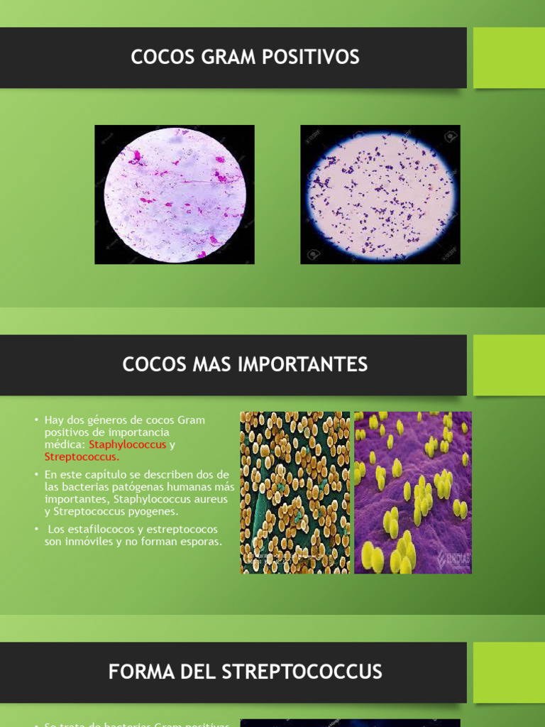 Cocos Gram Positivos | PDF | Estreptococo | Meningitis