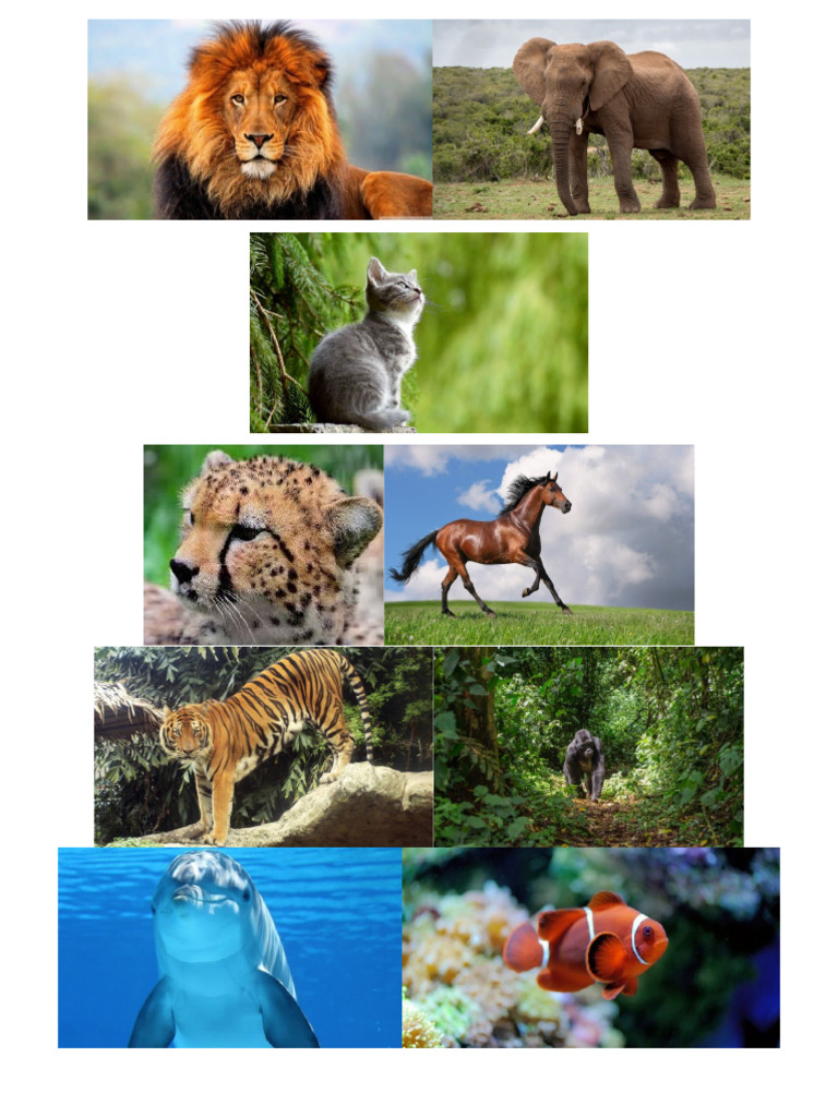 Animales Acuaticos, Terrestres y Aereos | PDF