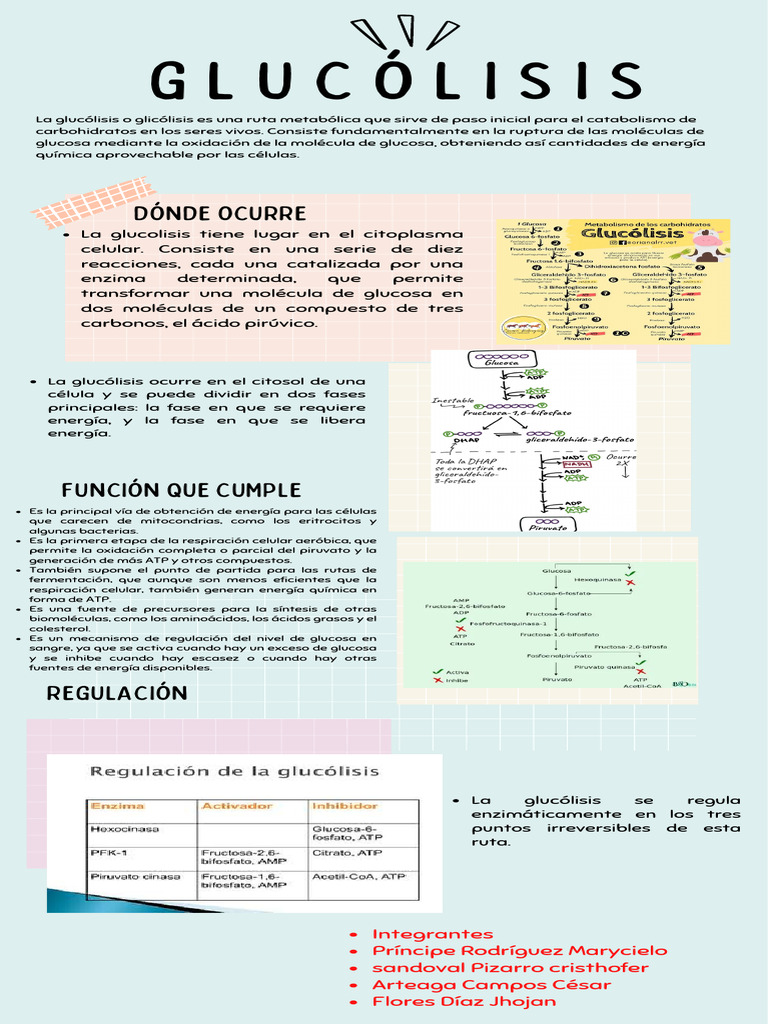 Glucólisis: Proceso y Funciones Esenciales | PDF | Glucólisis ...