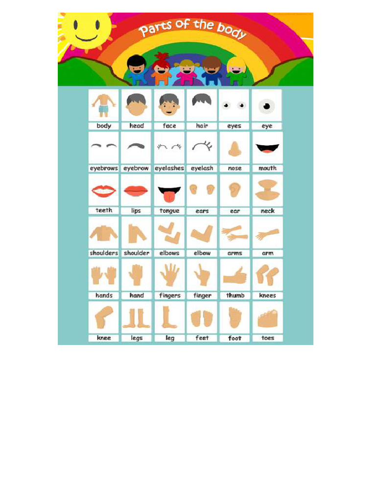 PARTS OF THE BODY FLASHCARDS | PDF