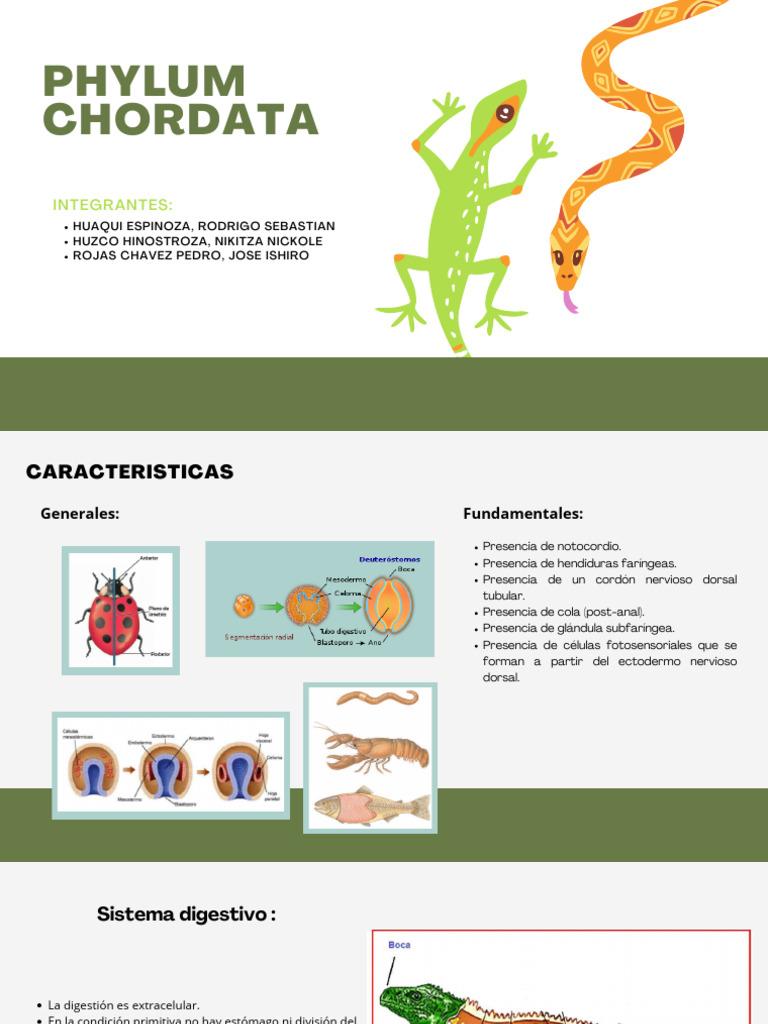 Características del Phylum Chordata | PDF | Sistema circulatorio | Pulmón