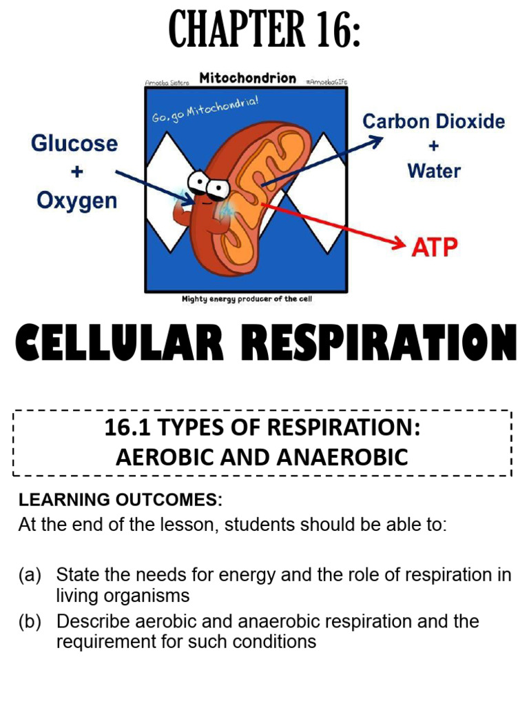 Cellular respiration Lecture | PDF | Cellular Respiration | Adenosine ...