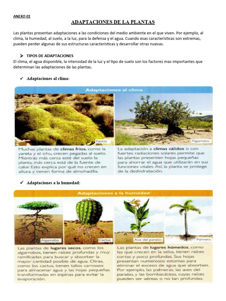 Adaptaciones de Las Plantas | PDF