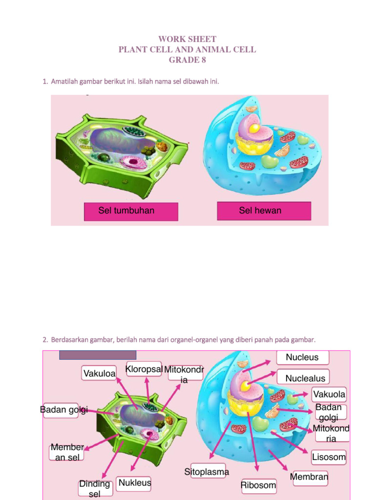 Work Sheet Plant Cell and Animal Cell | PDF | Sains & Matematika