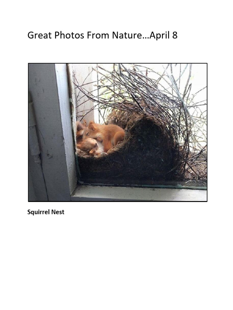 Great Photos From Nature | PDF