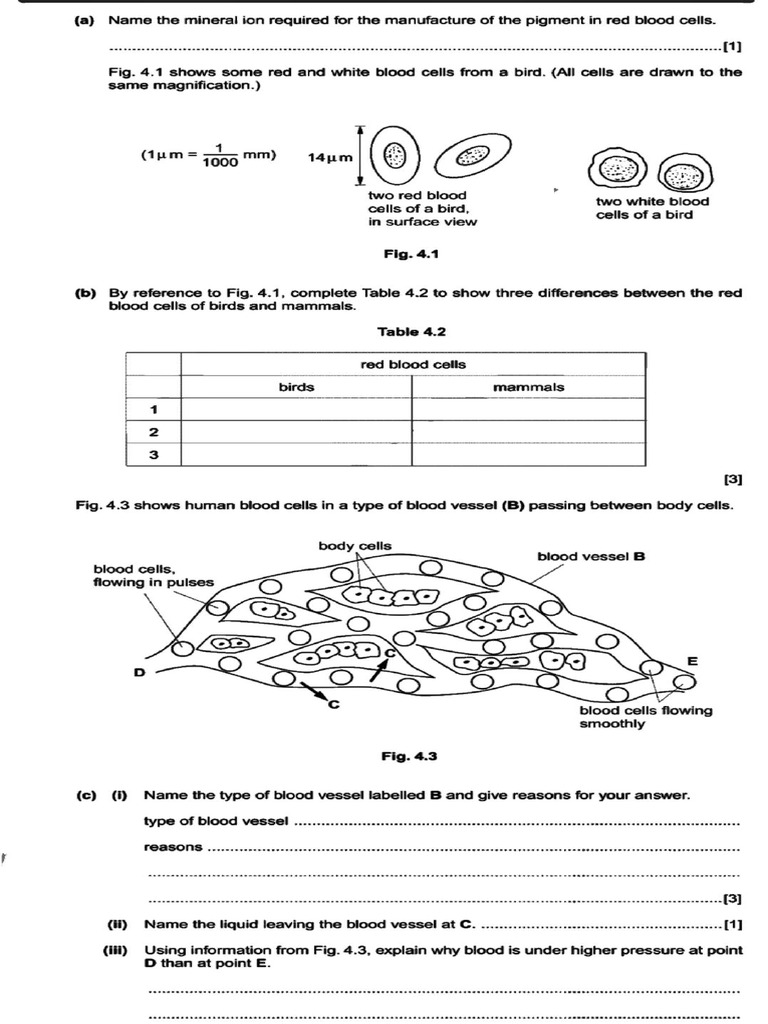 Circulatory System Pdf