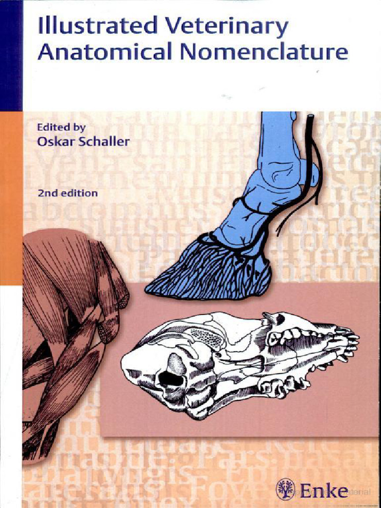 Illustrated Vet Anatomical Nomenclature | PDF