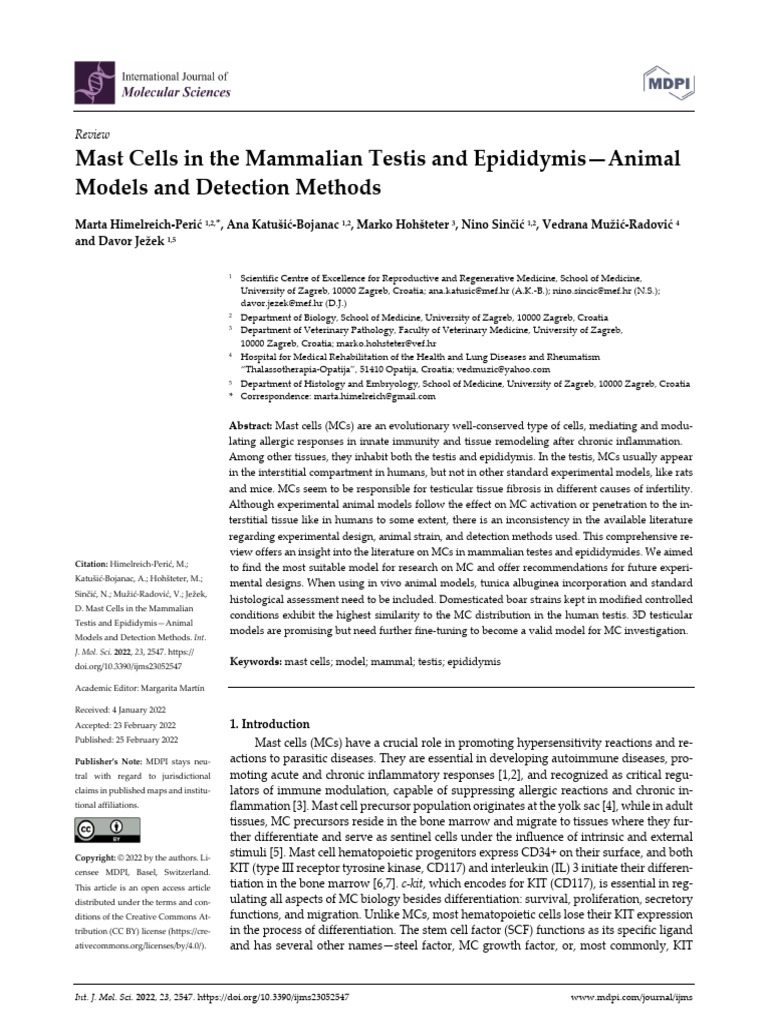 Mast Cells in The Mammalian Testis and Epididymis-Animal Models and ...