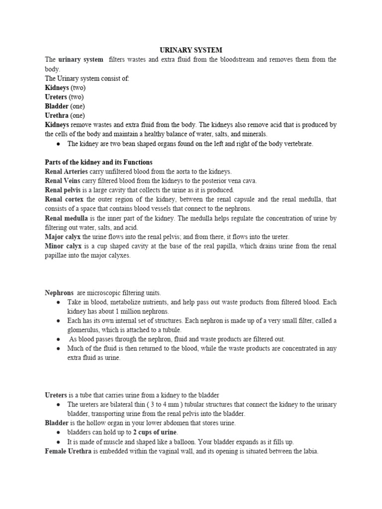 Urinary System | PDF