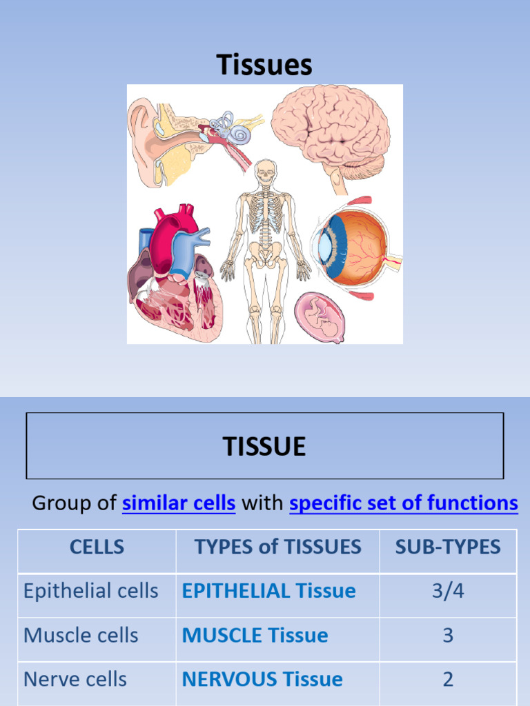SM 2.3.1 Tissues Part 1 (Epithelial, Muscle and Nervous Tissue) | PDF | Epithelium | Tissue ...