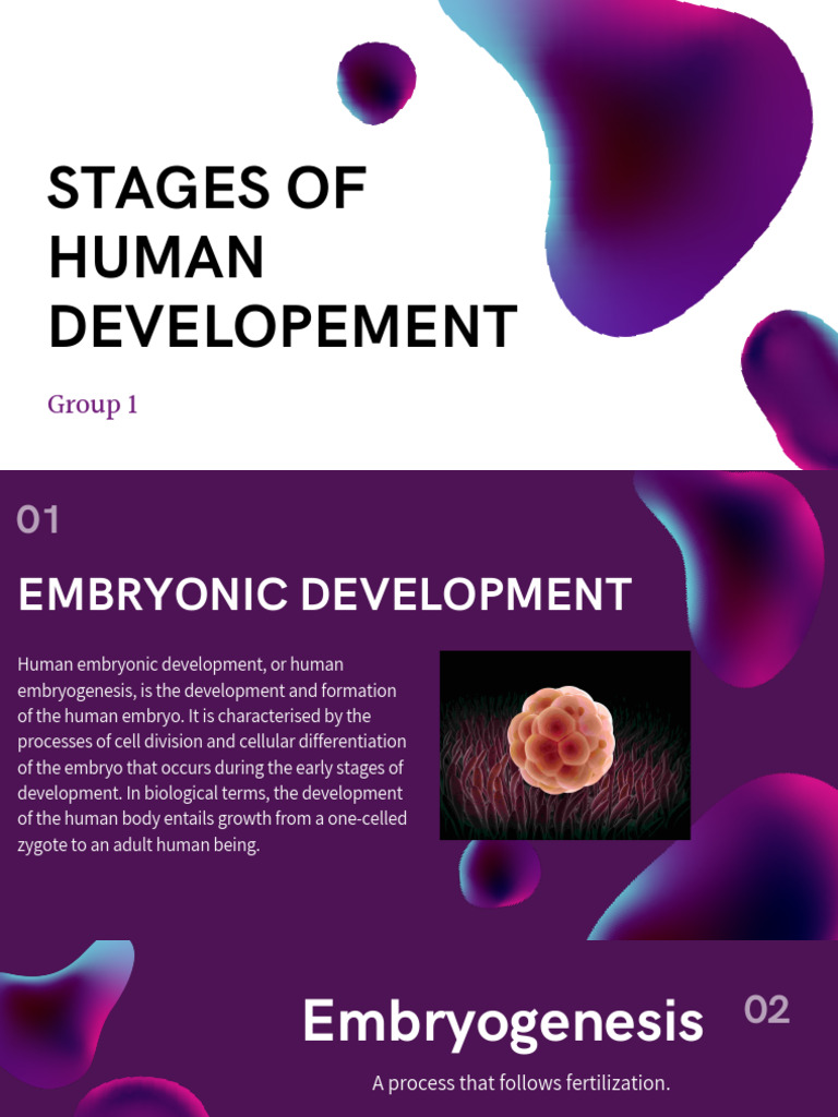 Human Developement | Download Free PDF | Embryo | Fertilisation