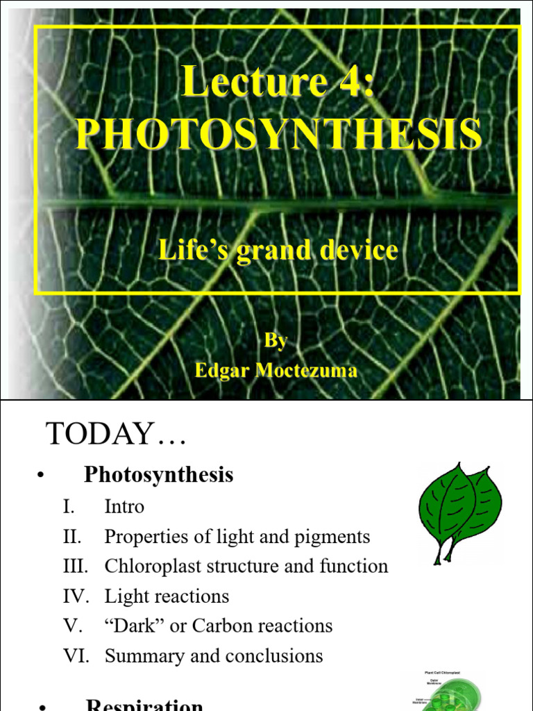 Photosynthesis | PDF | Photosynthesis | Cellular Respiration
