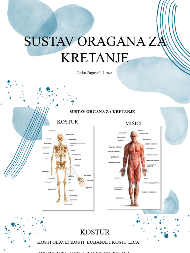 sustav organa za kretanje (1) | PDF