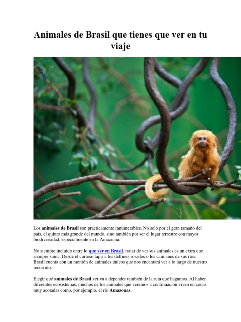 Animales Imperdibles en Brasil | PDF | Jaguar | Puma