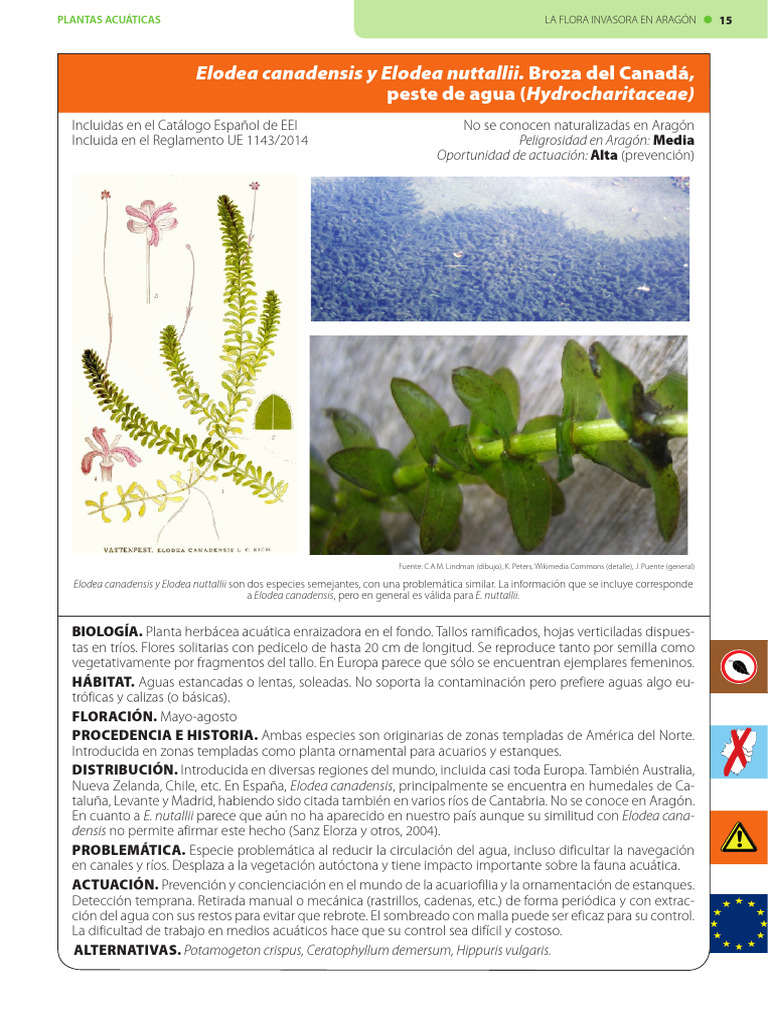 Características de Elodea canadensis y nuttallii | PDF | Ecologia ...
