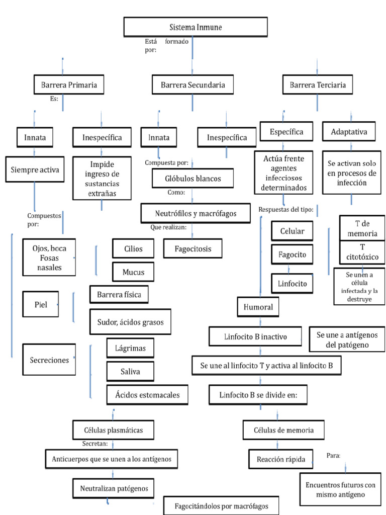 3) Sistema Inmune Mapa Conceptual | PDF