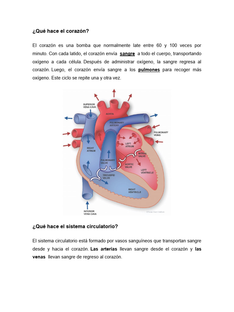 El Corazón | PDF