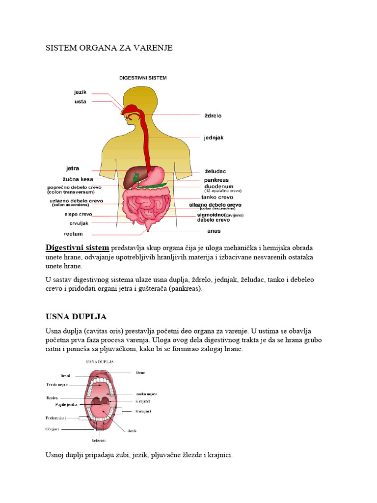 Sistem Organa Za Varenje | PDF