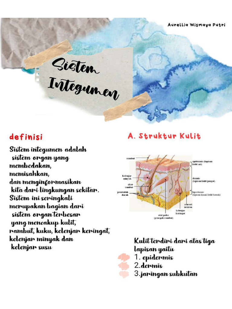 Sistem Integumen | PDF