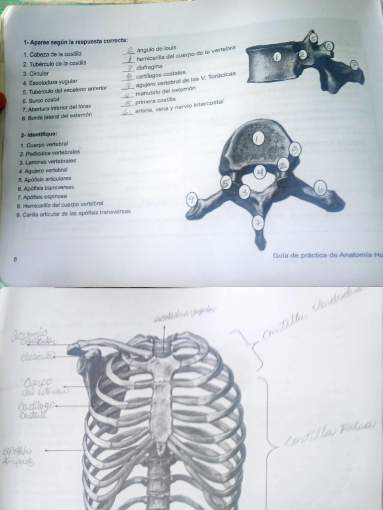 manual de lab, Anatomía 1 | PDF