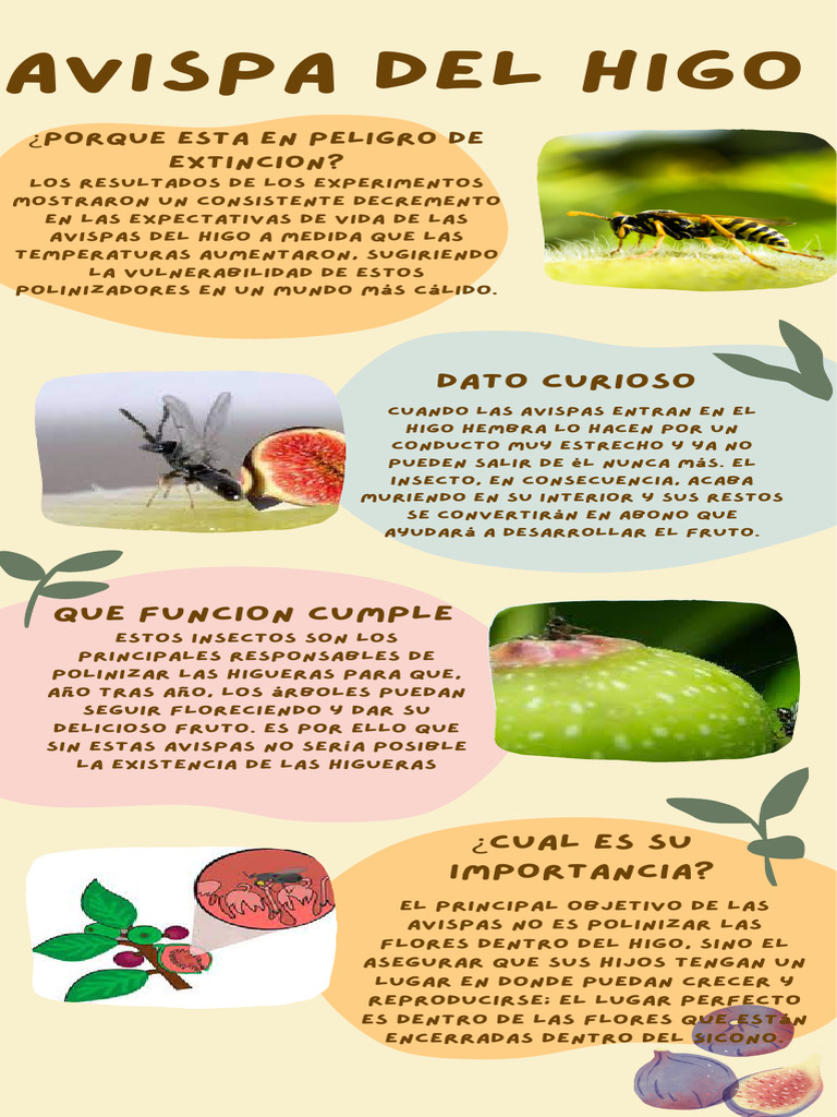 Infografia Avispa Del Higo | PDF