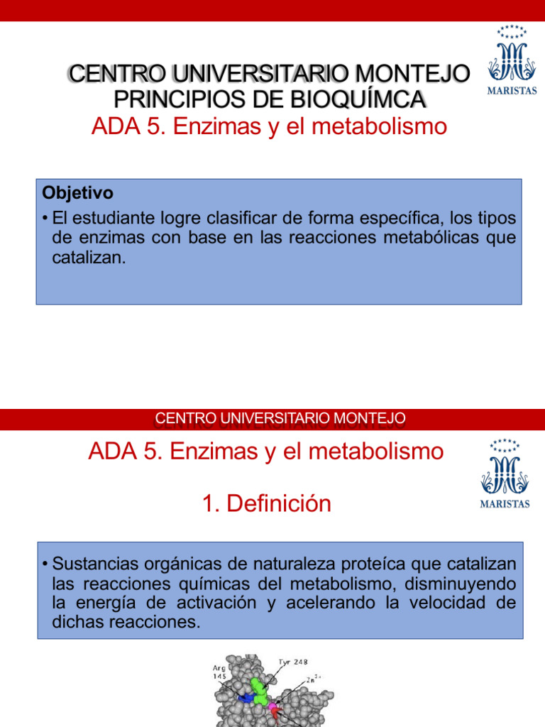PBQ-2023. ADA 5. Presentación. Enzimas y El Metabolismo | PDF