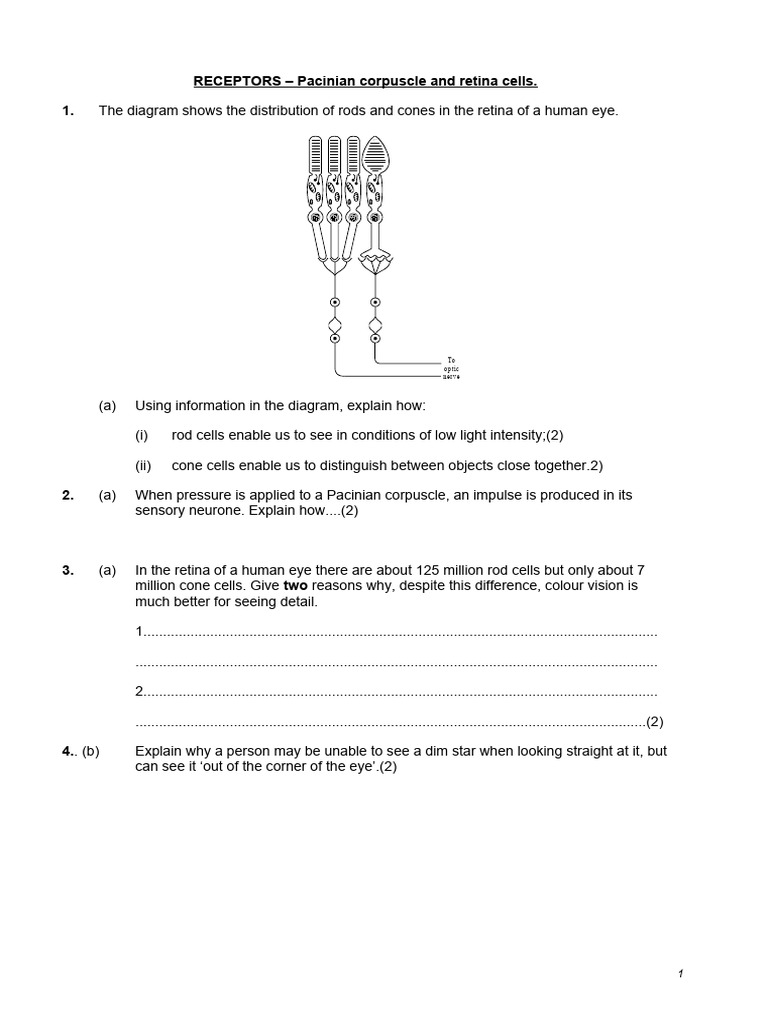 Rods and Cones in Human Vision | PDF | Eye | Retina