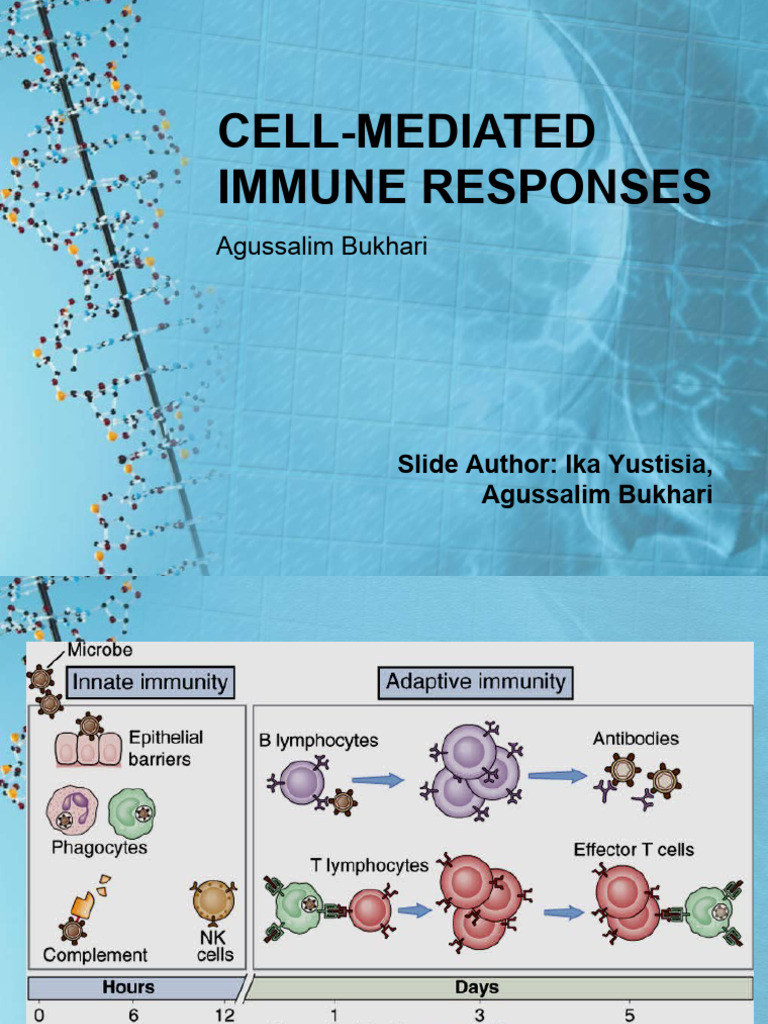 Cell-Mediated Immune Responses | PDF | T Cell | T Helper Cell
