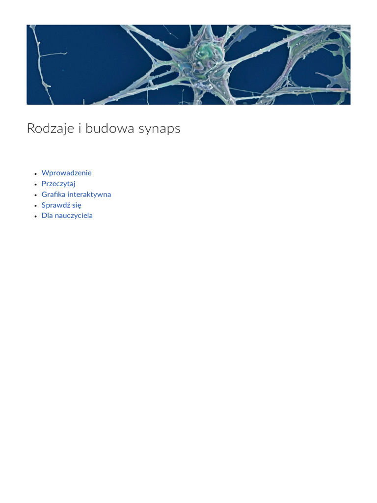 Rodzaje I Budowa Synaps | PDF