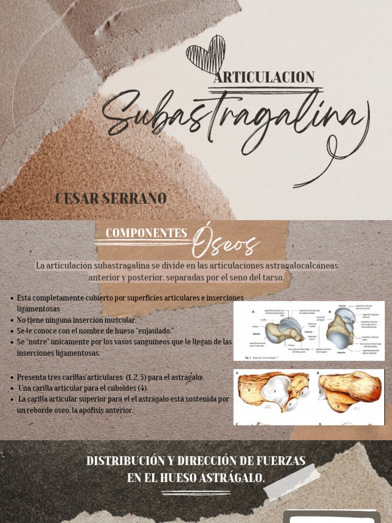 Articulacion Subastragalina | PDF