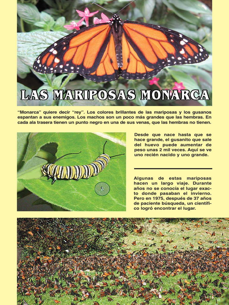 21 Las Mariposas Monarca | PDF