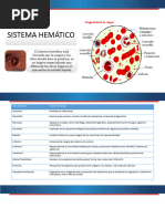 Infografías Tétrada-Hematoma | PDF | Sangre | Inflamación
