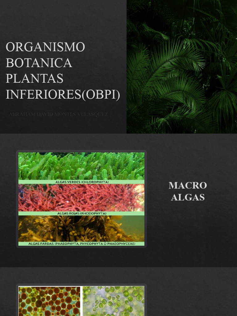 ABRAHAM_MONTES_V_OBPI_18092023 | PDF