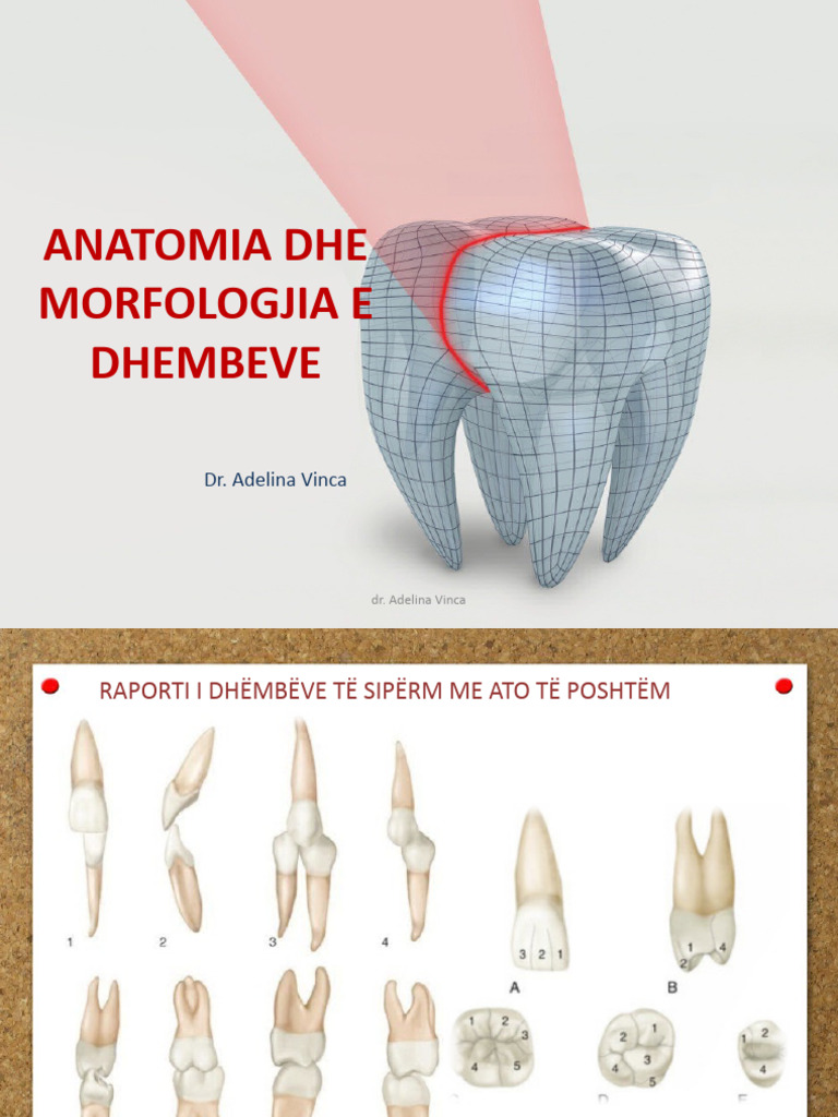 Anatomia Dhe Morfologjia E Dhembeve Pjesa 2 Pdf