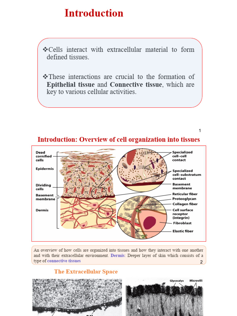 Cell-ECM Interactions and Structure | PDF | Rna | Messenger Rna