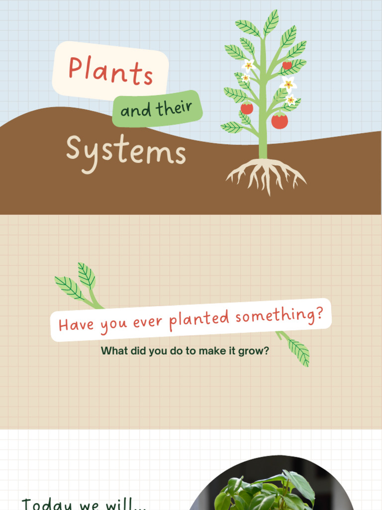 Plants and Their Systems GR10 Life Sciences | PDF