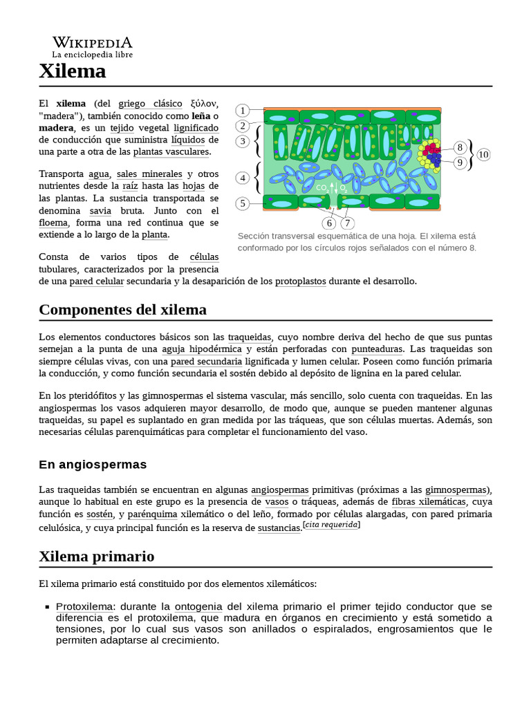Xilema | PDF | Anatomía | Morfología Vegetal
