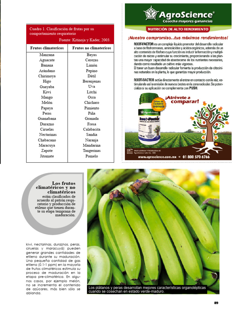 Ejemplos de frutos Climatericos | PDF