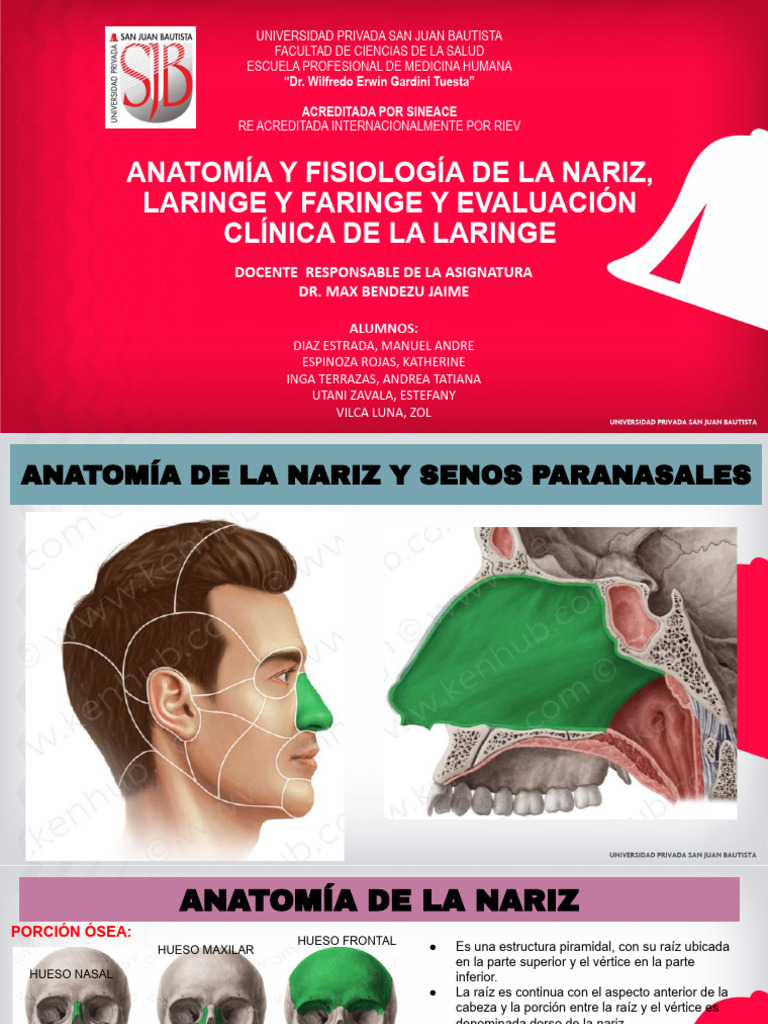 Anatomía y Fisiologia de la Nariz, Laringe y Faringe | PDF | Laringe ...